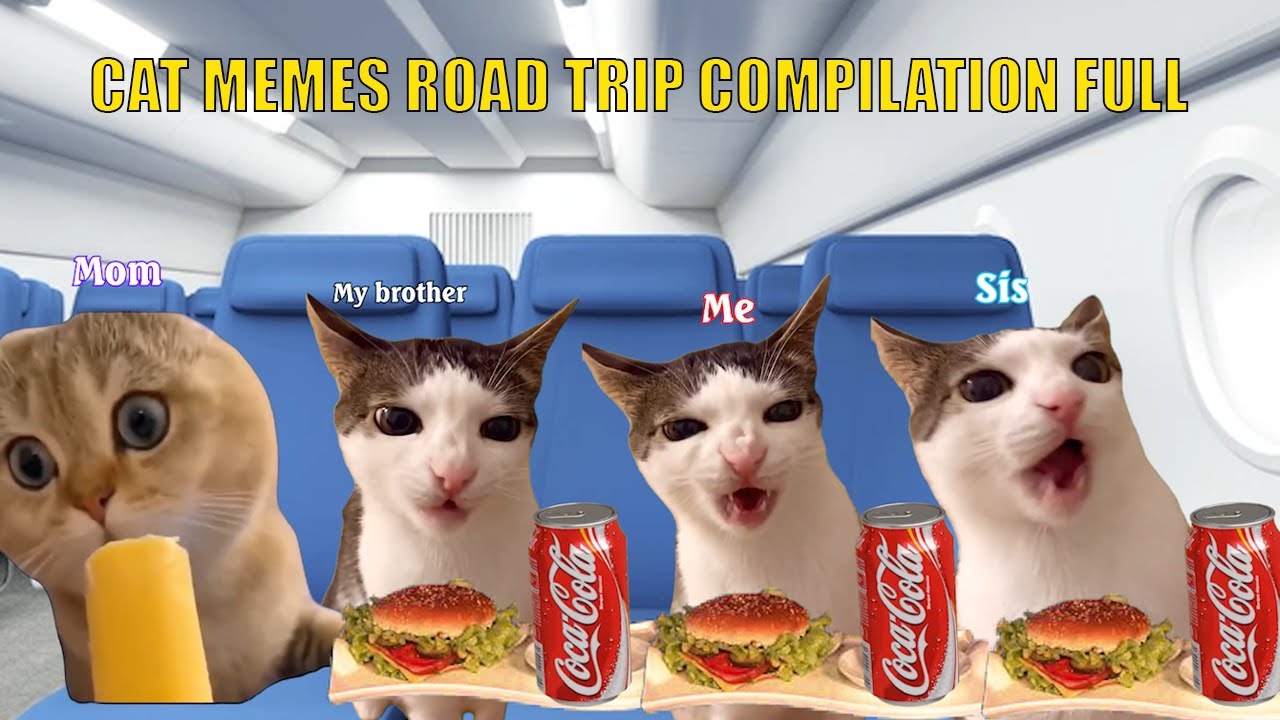 Cat Memes Road Trip Compilation Full Youtube