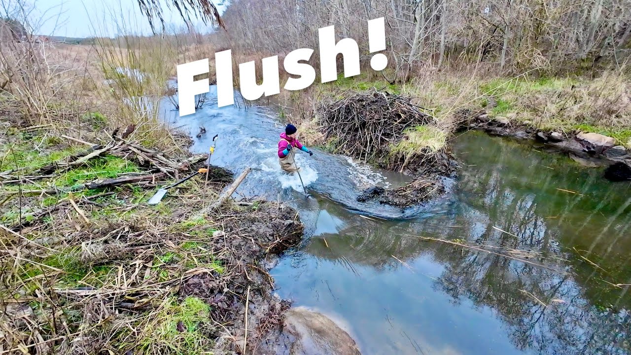 Beaver Dam Removal. Side Collapsed. - YouTube