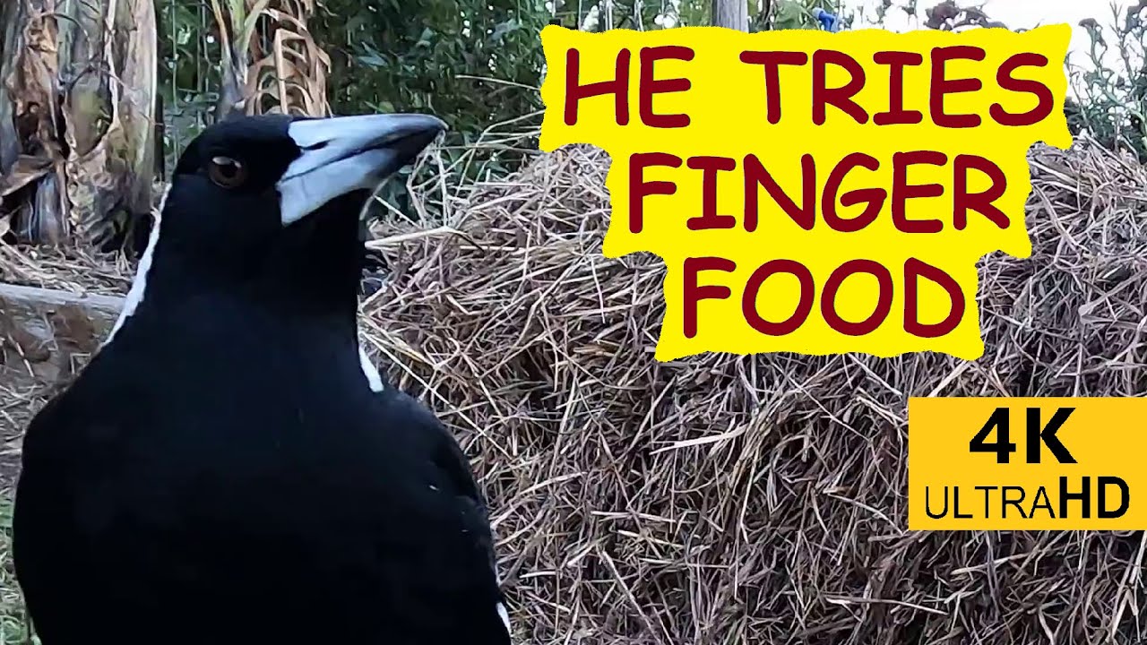 Magpie bit my finger; Australian magpies get a bale, turn down a second ...