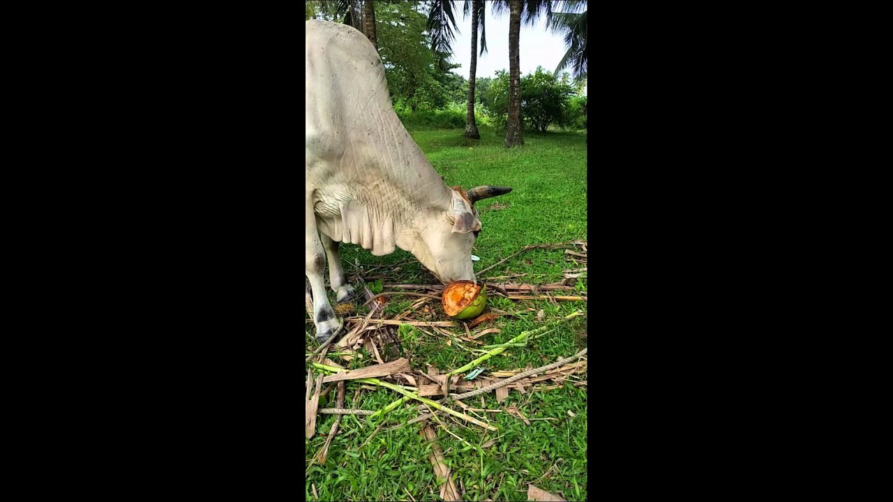 A cow eating a coconut in the Philippines - YouTube
