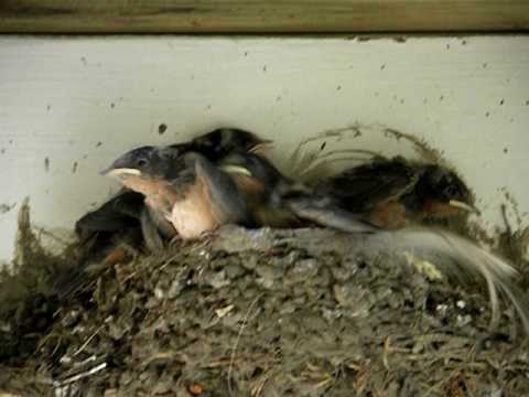 Barn Swallow and Baby Chicks in Schaumburg, Illinois - YouTube