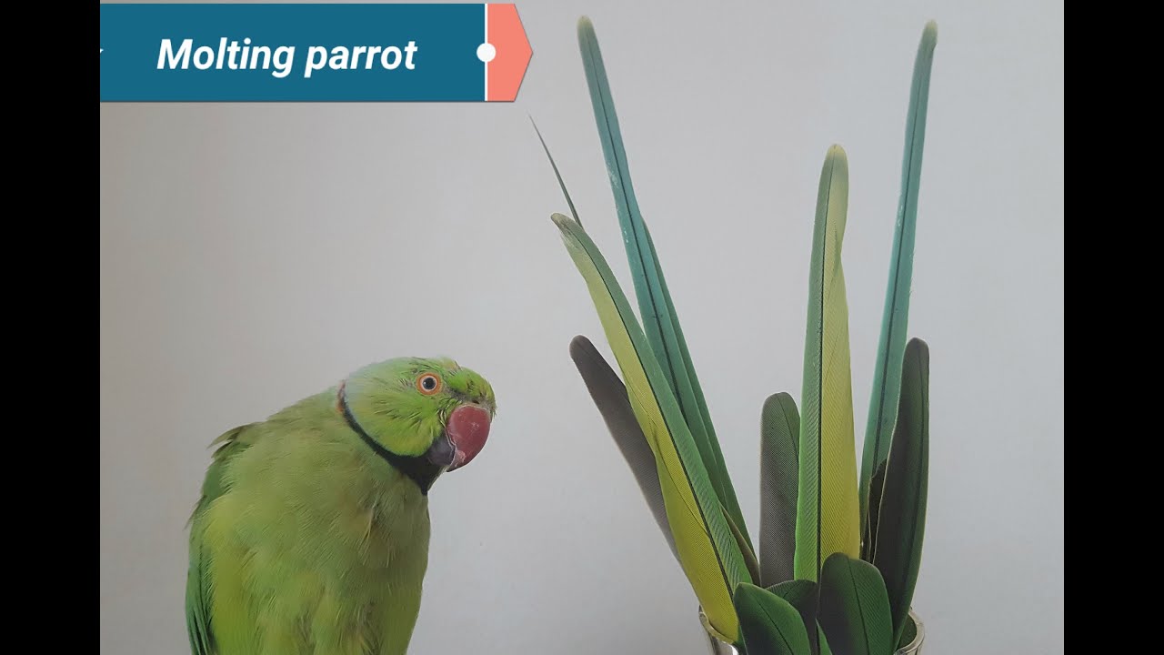 #Parrot Molting. How to bath you bird during #molting. Уход за попугаем ...