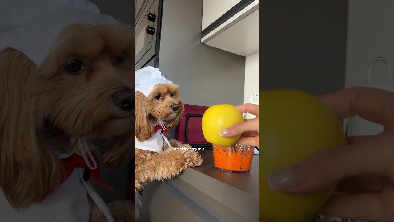 Dog marmalade🧡 look the recipe in my photos 🥕🥩🍏 - YouTube