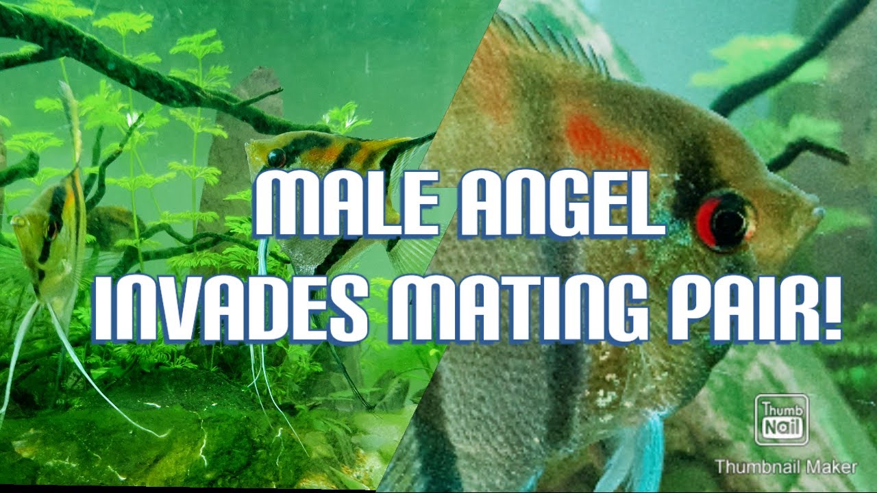 Male Angelfish Invades a Mating Pairs eggs!!! - YouTube