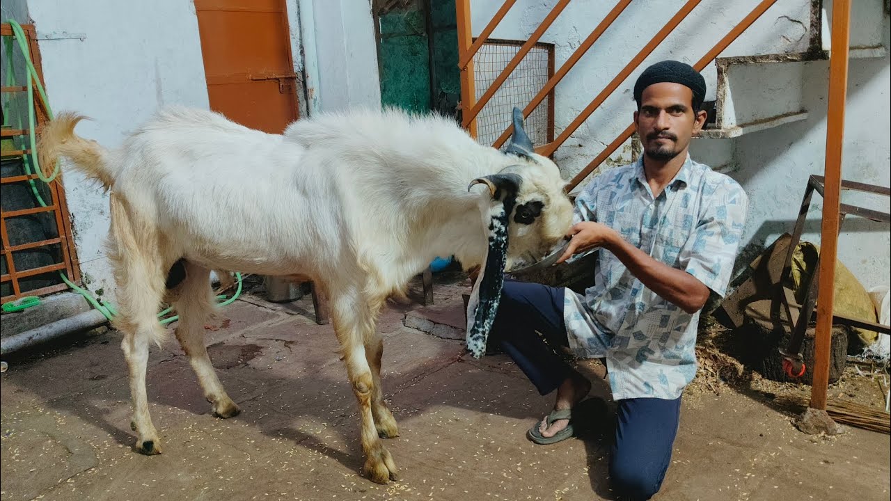 MASHAALLAH IMRAN BHAI BIGGEST KOTA GOAT,S 📲 (8003304705) #KOTA BAKRA ...