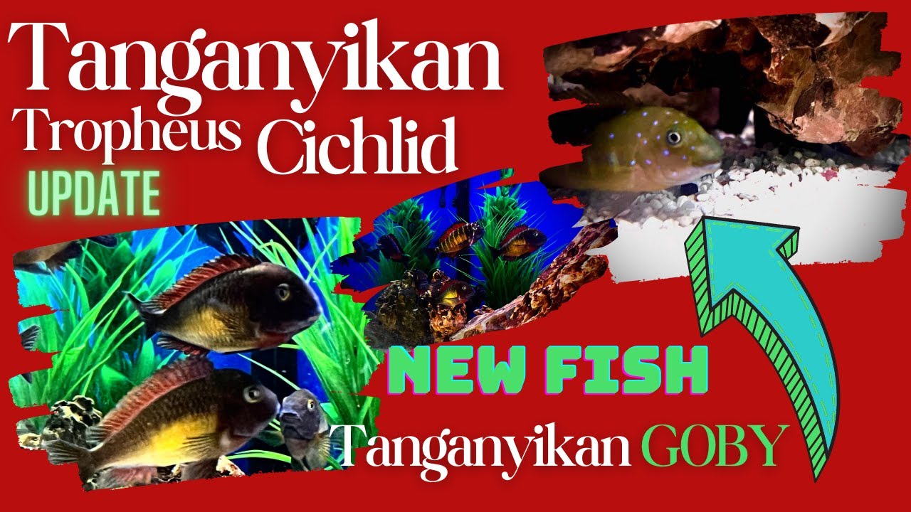 Tropheus Tank Update & NEW Tanganyikan Goby Fish - YouTube
