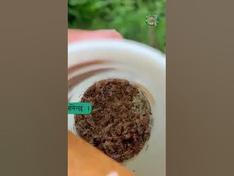 औंसा किरा: अम्बाको भित्र स्याउ स्याउ कीरा लागेर हैरान हुनेहरुका लागि समाधान !! Video: Gaurab ...