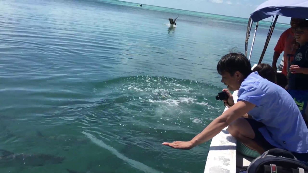 Fishing for Tarpon by Hand in Belize Caye Caulker - YouTube