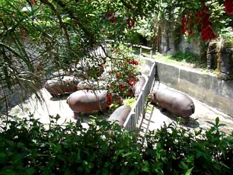 Hippopotamii at the Taipei Zoo