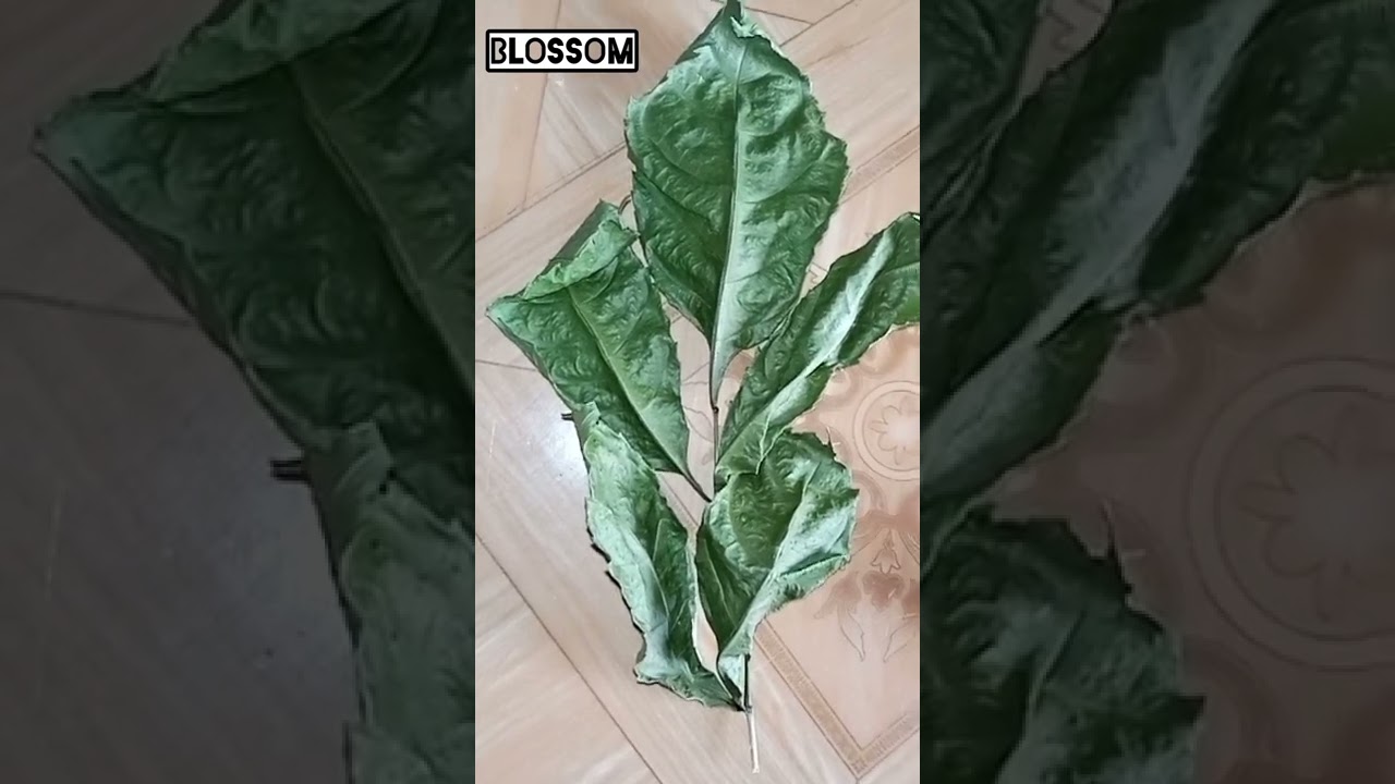 Ogirisi leaves the wonders of nature - YouTube