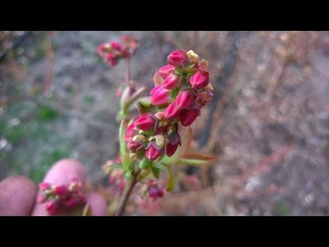 Где взять бор для растений ? - YouTube