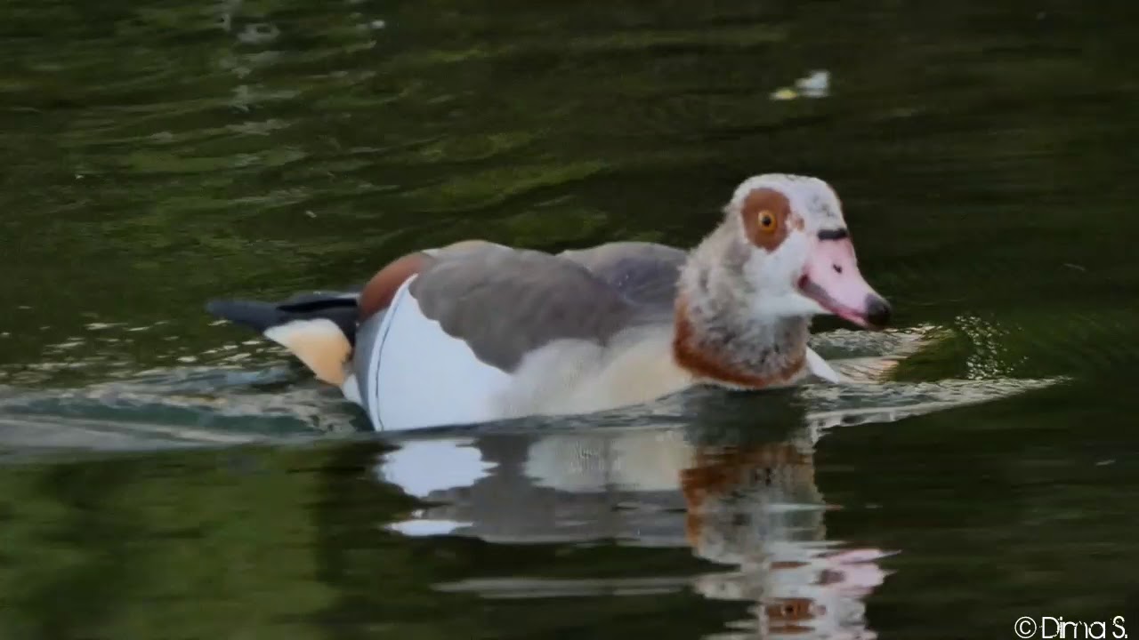 Aggro Egyptian goose / Aggressive Nilgänse - YouTube