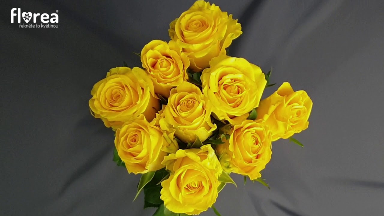 Žlutá růže PENNY LANE - Florea.cz - YouTube
