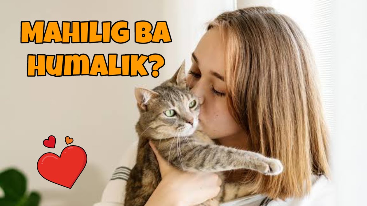 Mahilig Din Ba Humalik Ang Pusa Mo? Anong Sakit Pwede Mong Makuha Sa ...