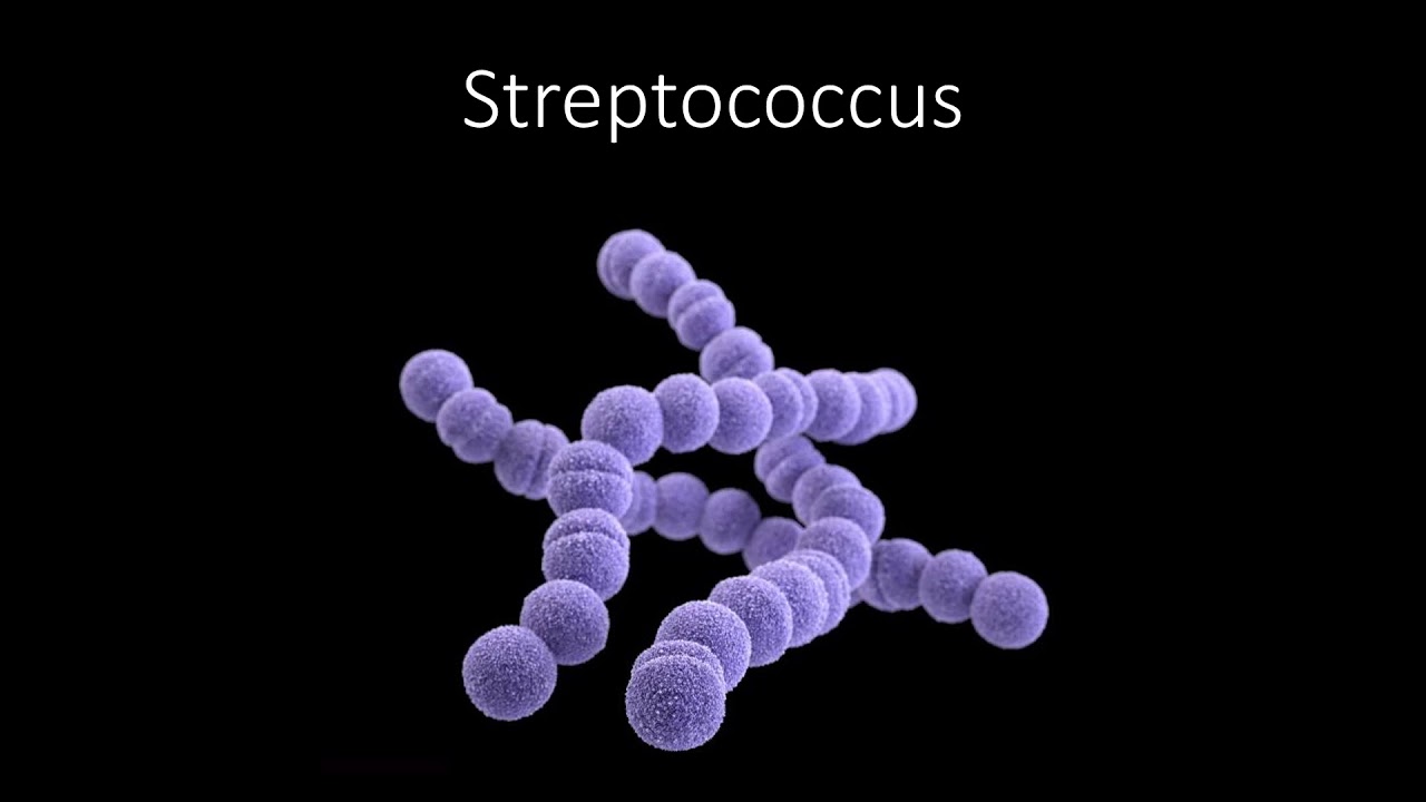 Cell Biology MAC prokaryotes - YouTube