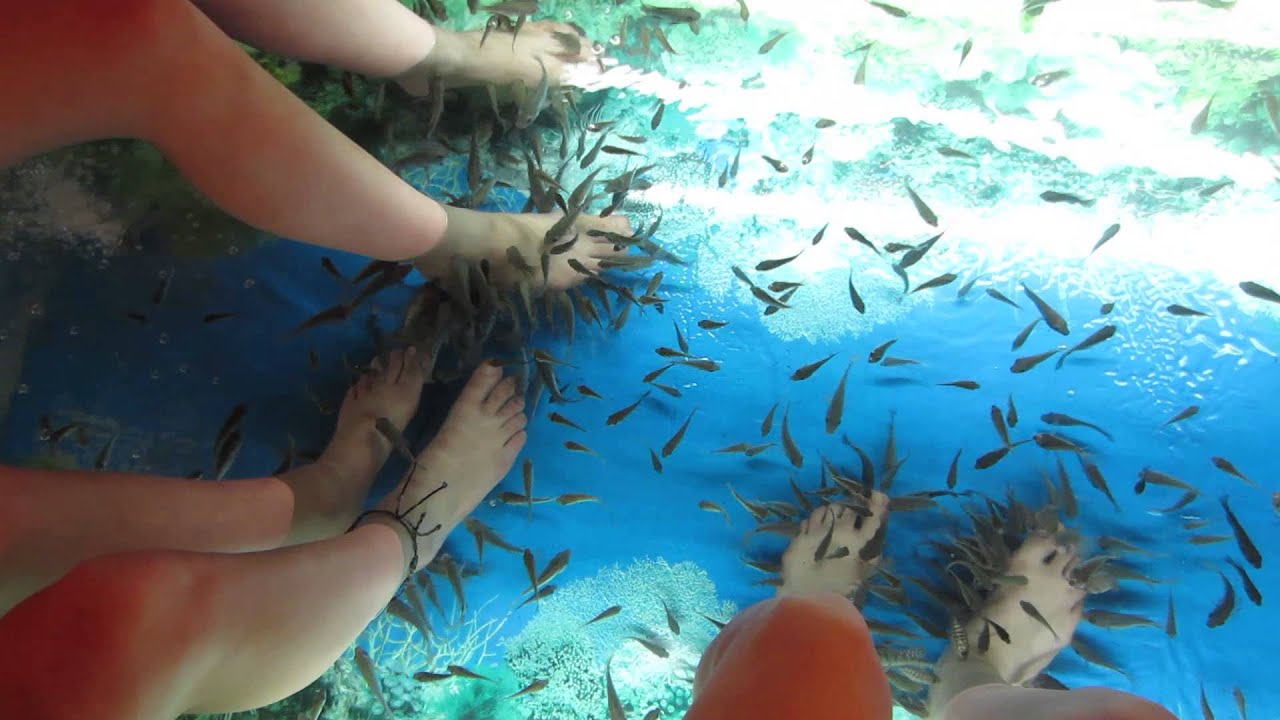 Flesh eating fish in Thailand - YouTube