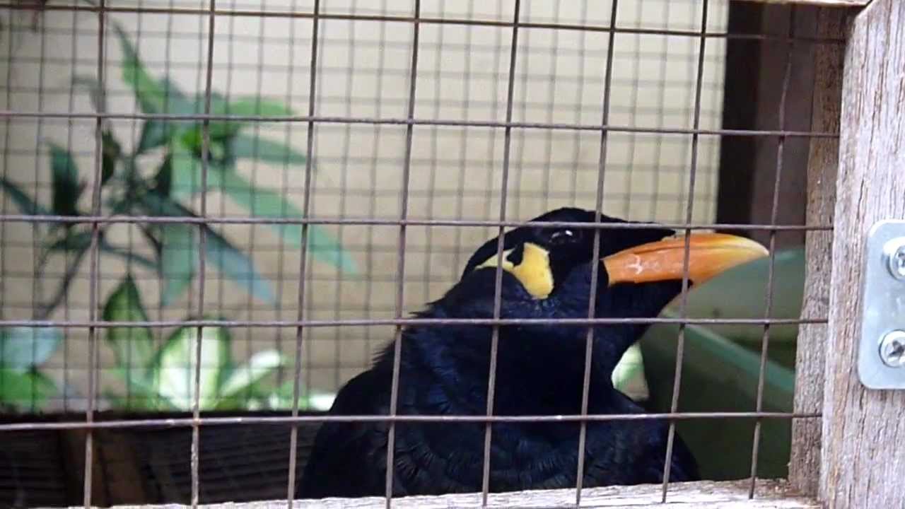 "meow" says mynah talking bird in bangkok, thailand - YouTube