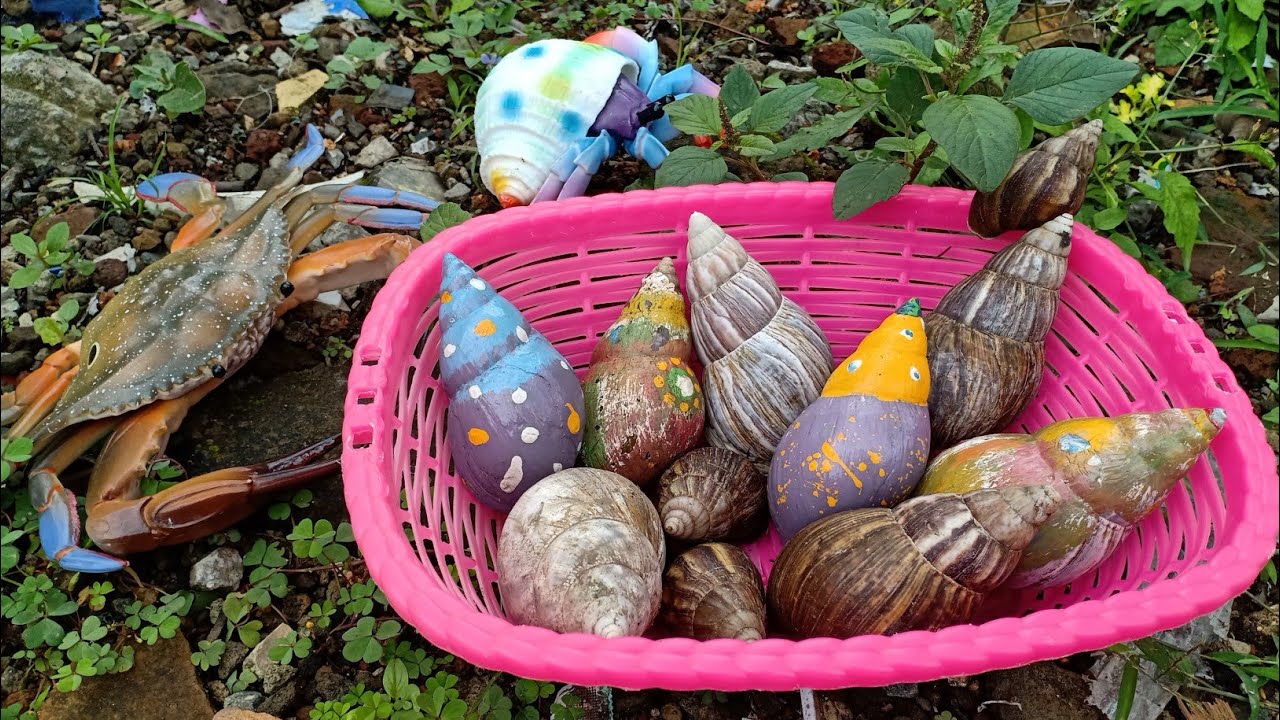 Hunting Snail Find Giant Snail and Colorful Snails | Mencari Siput ...