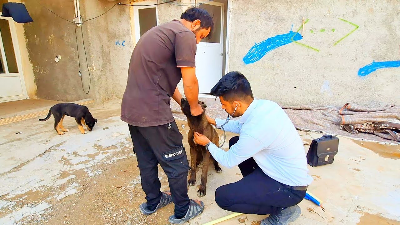 Unraveling Canine Health: Dr. Milad's Exploration of Dog Examination ...