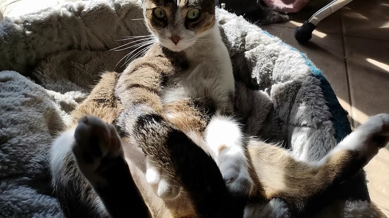 The Cutest Tail Grooming - YouTube