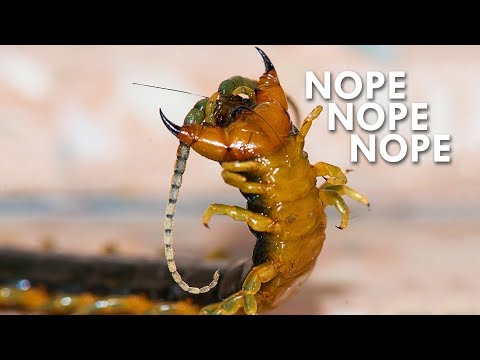 Centipedes: The Ultimate Nopes