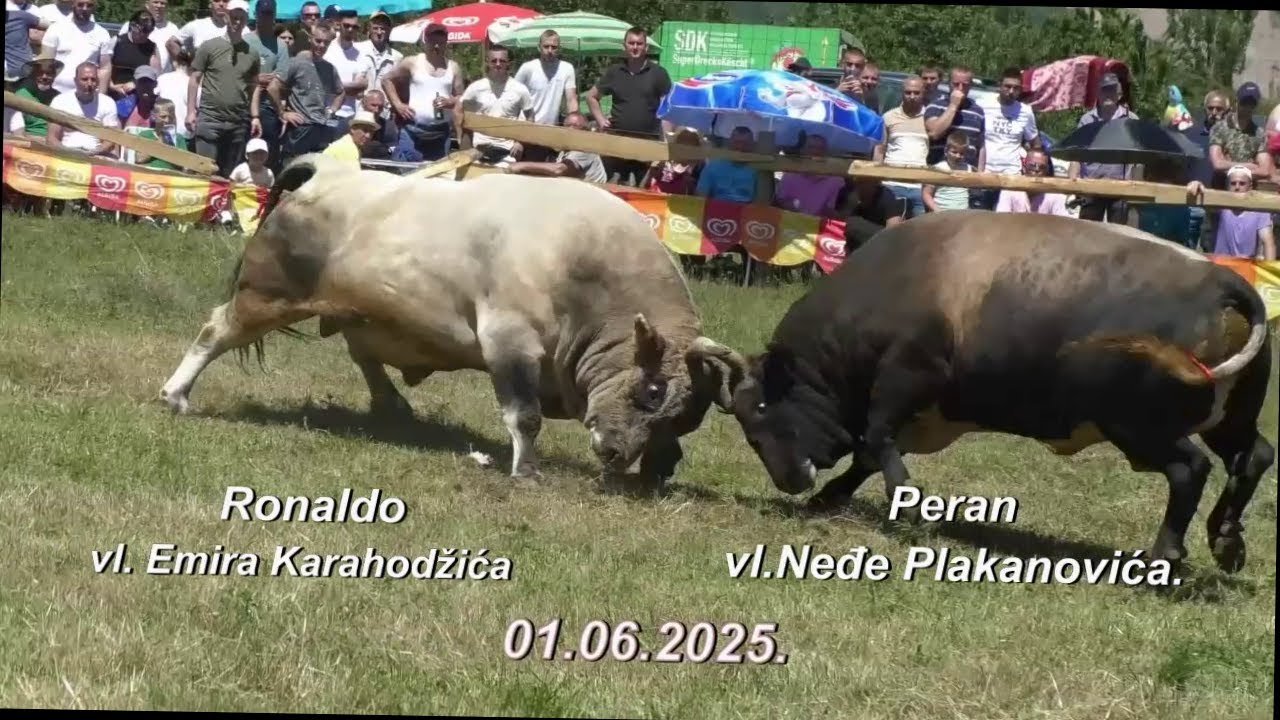 Ronaldo & Peran. Borbe bikova Banovići selo - Banovići 01. 06. 2025 ...