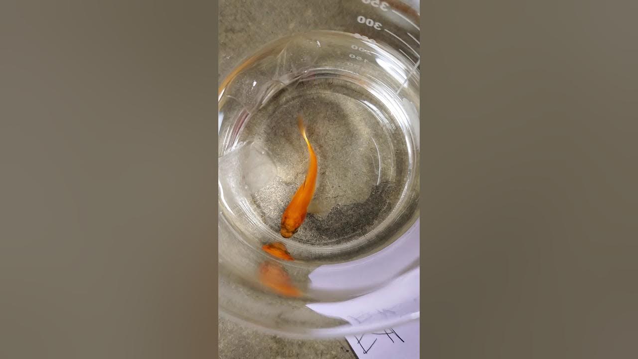 Goldfish Lab - YouTube