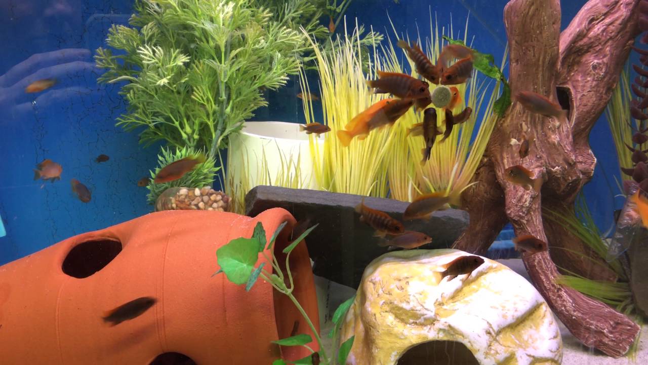 ACA 2015 winning Mbuna (Labidochromis Sweden Hongi) 1st place and ...