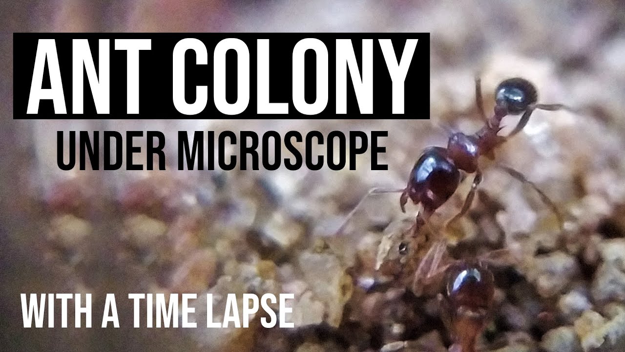Ant Colony Under Microscope (with a Time Lapse) - YouTube