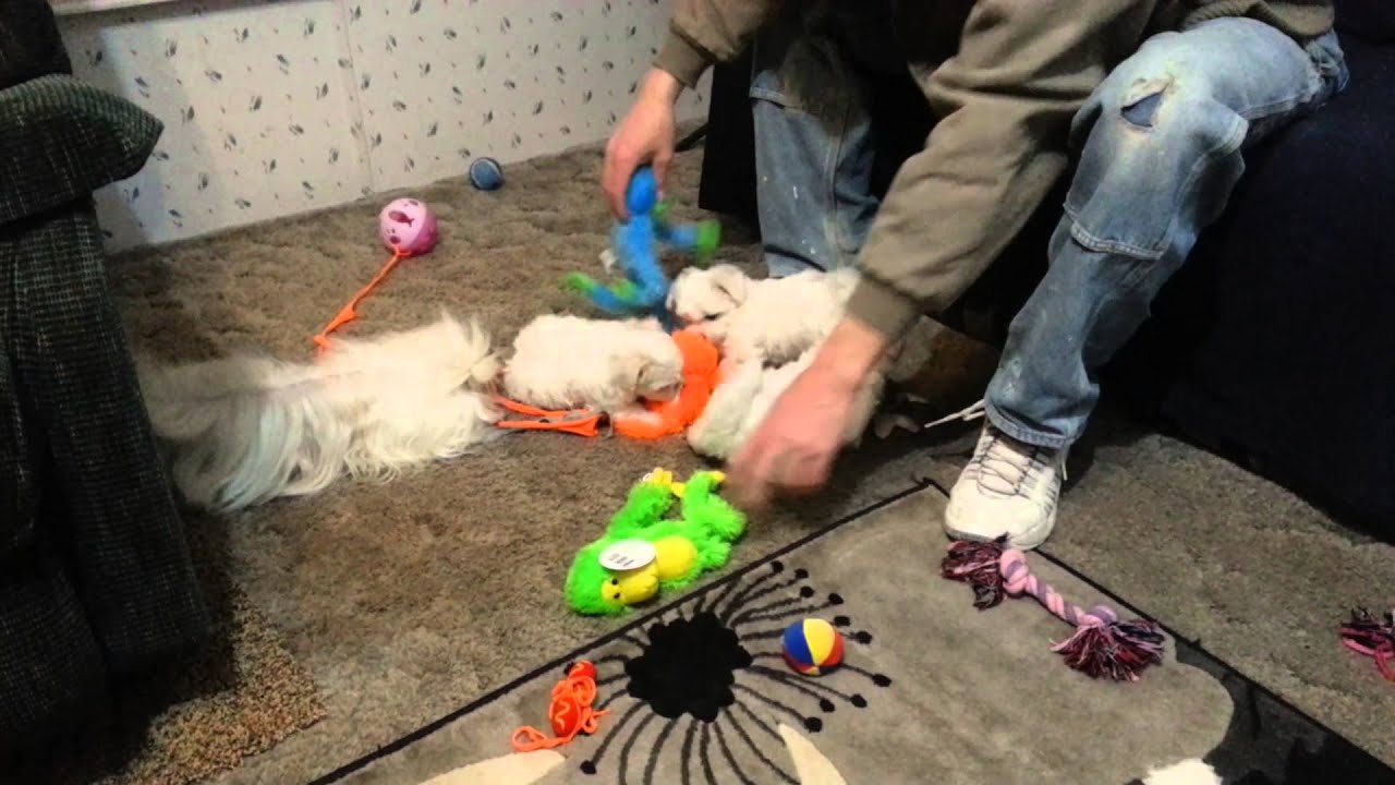 The ratta chewys - YouTube