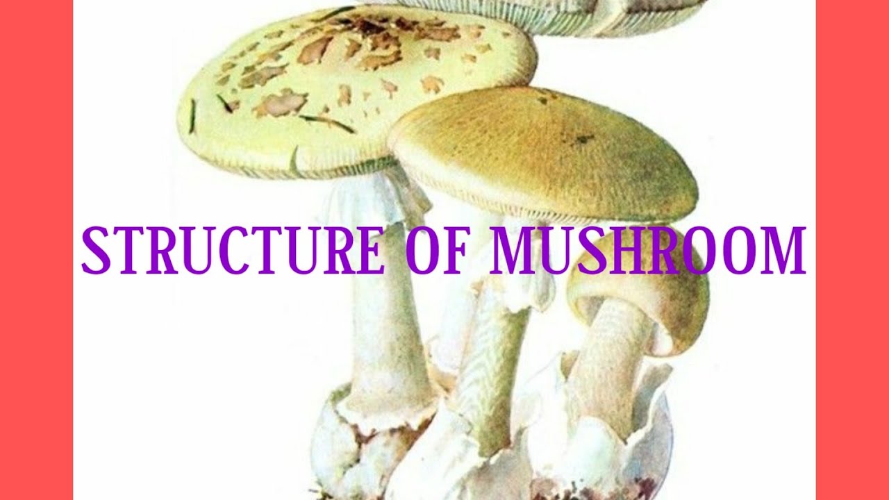 STRUCTURE OF MUSHROOM - YouTube