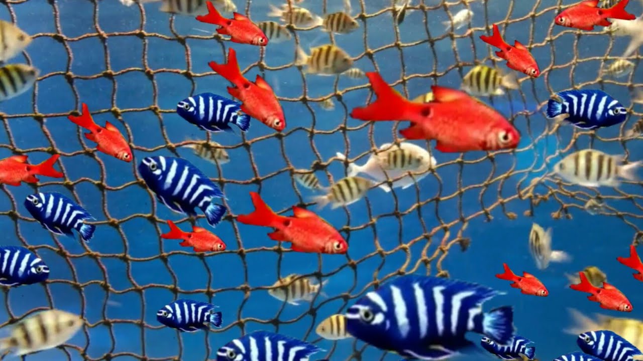 Amazing fishing video | fishing | aquarium fish video 4k HD - best ...