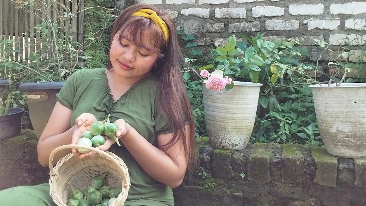 Menanam Terong Mini hingga Panen dan Memasaknya dengan aneka rasa - YouTube