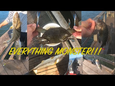 MONSTER KINGFISH! MONSTER BLUE CRAB! Pufferfish, Fluke and Sea Bass ...
