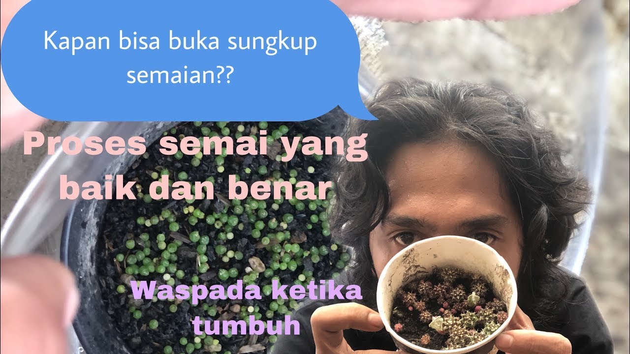 Good and correct cactus seedling process - YouTube