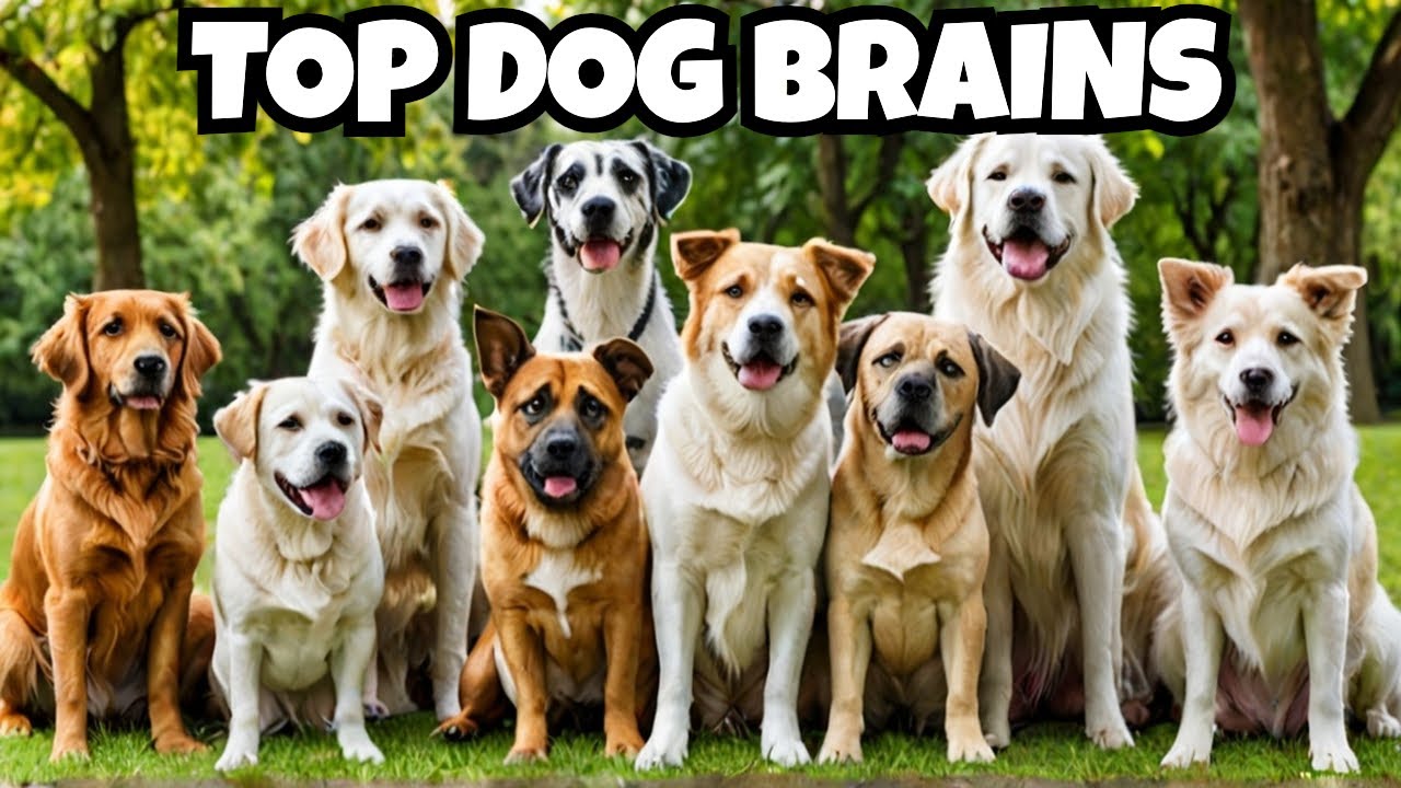 Mind Blowing Facts About The Most Intelligent Dogs Ever!#dogbreeds # ...