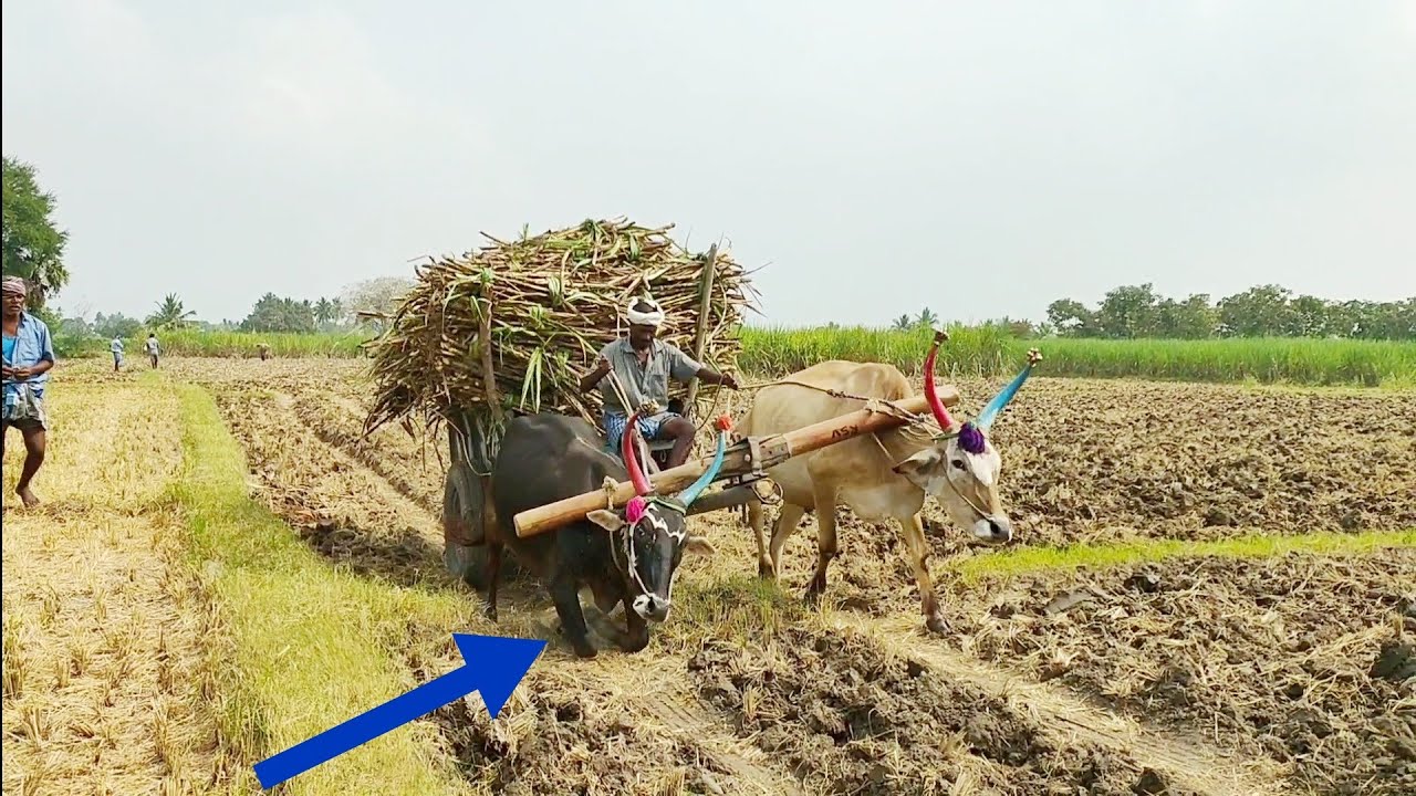 Bullockcart fully load race|Bull cart race|Bull cart - YouTube