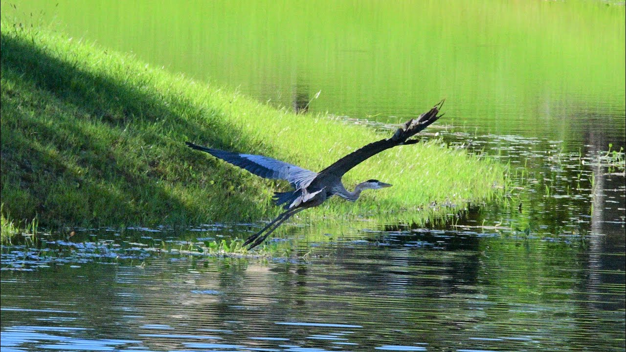 Mostly the Great Blue - YouTube