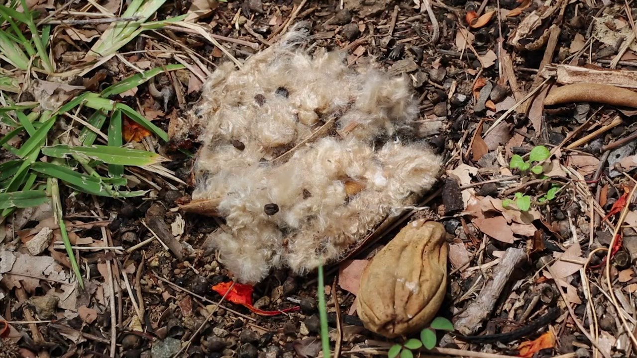 Le Fromager - YouTube