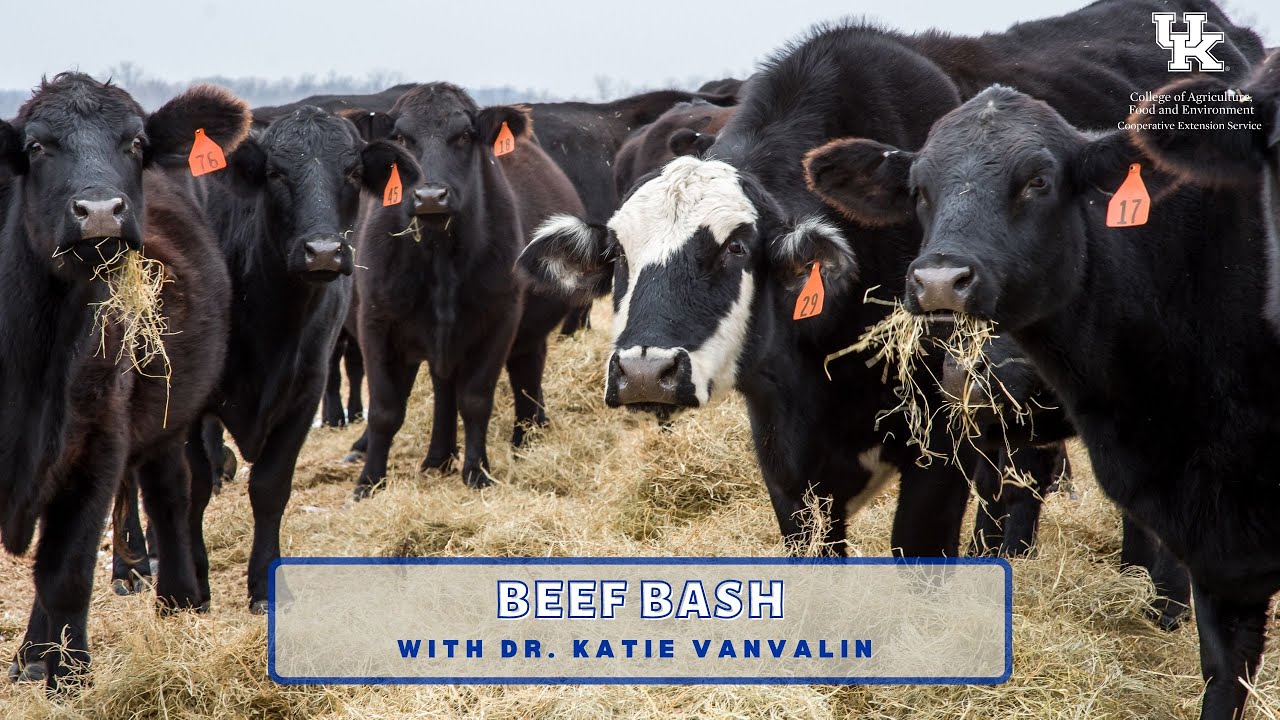Beef Bash - YouTube