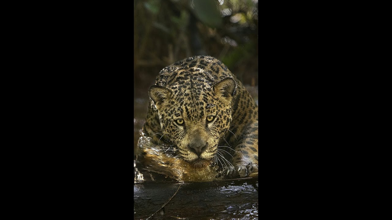 Apex Predators! Beautiful Big Cats. - YouTube