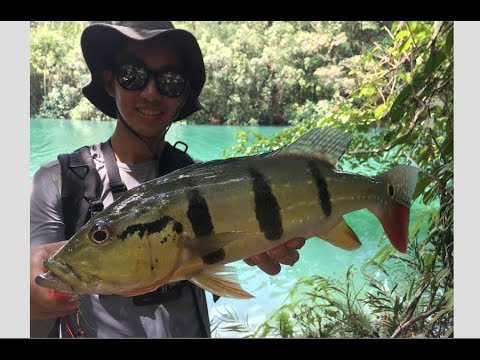 JUNGLE FISHING FOR PEACOCK BASS ft @Freshmilky from Singapore - YouTube