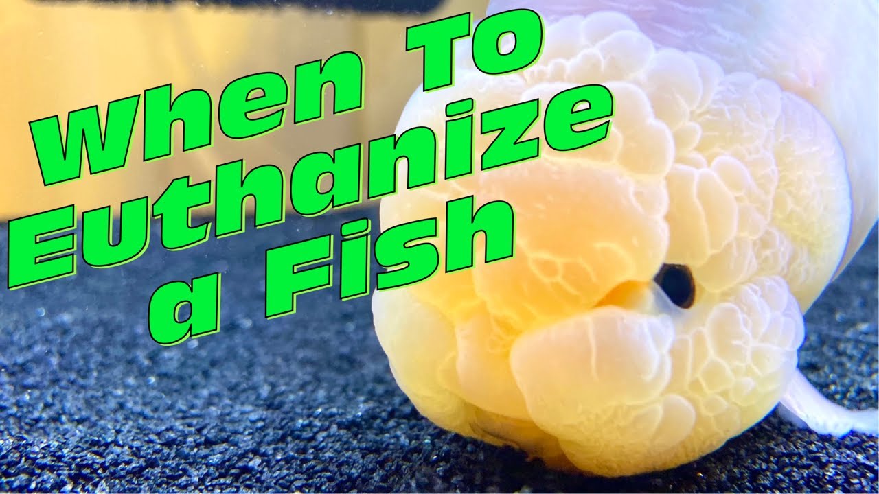 When its Time to Euthanize a Fish - YouTube