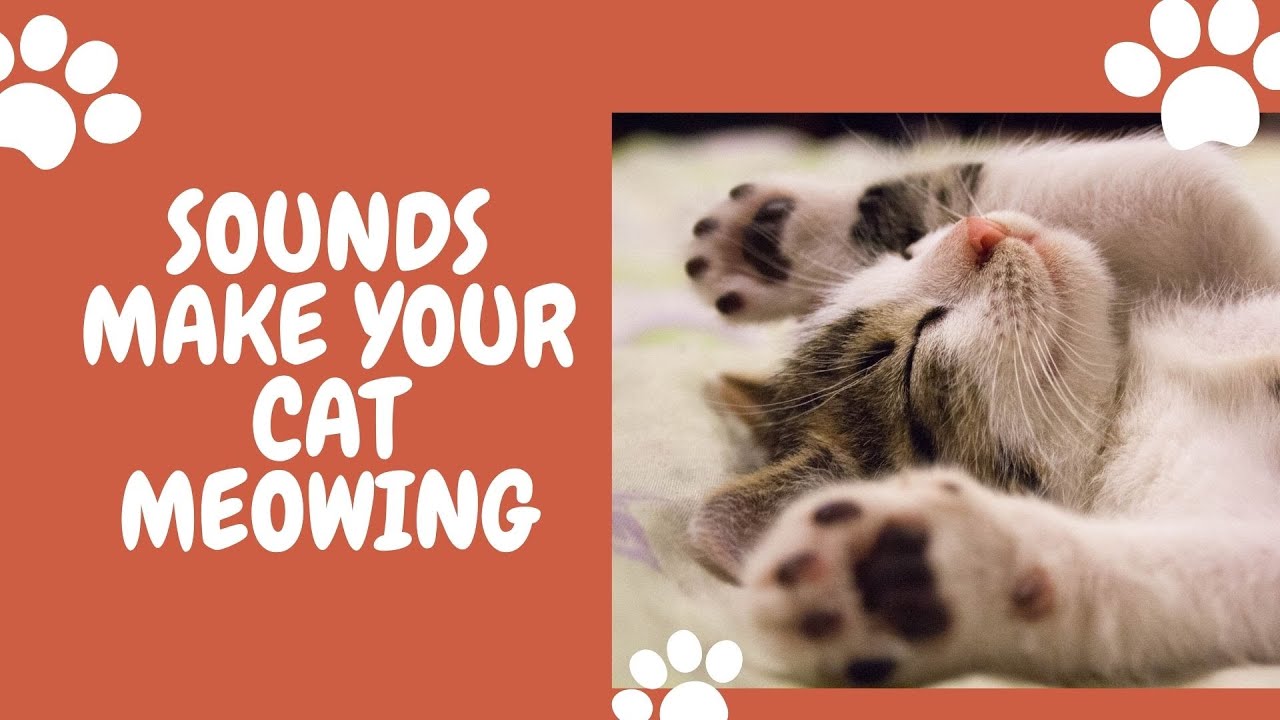 Cats Sounds To Make Your Cat Meowing - YouTube