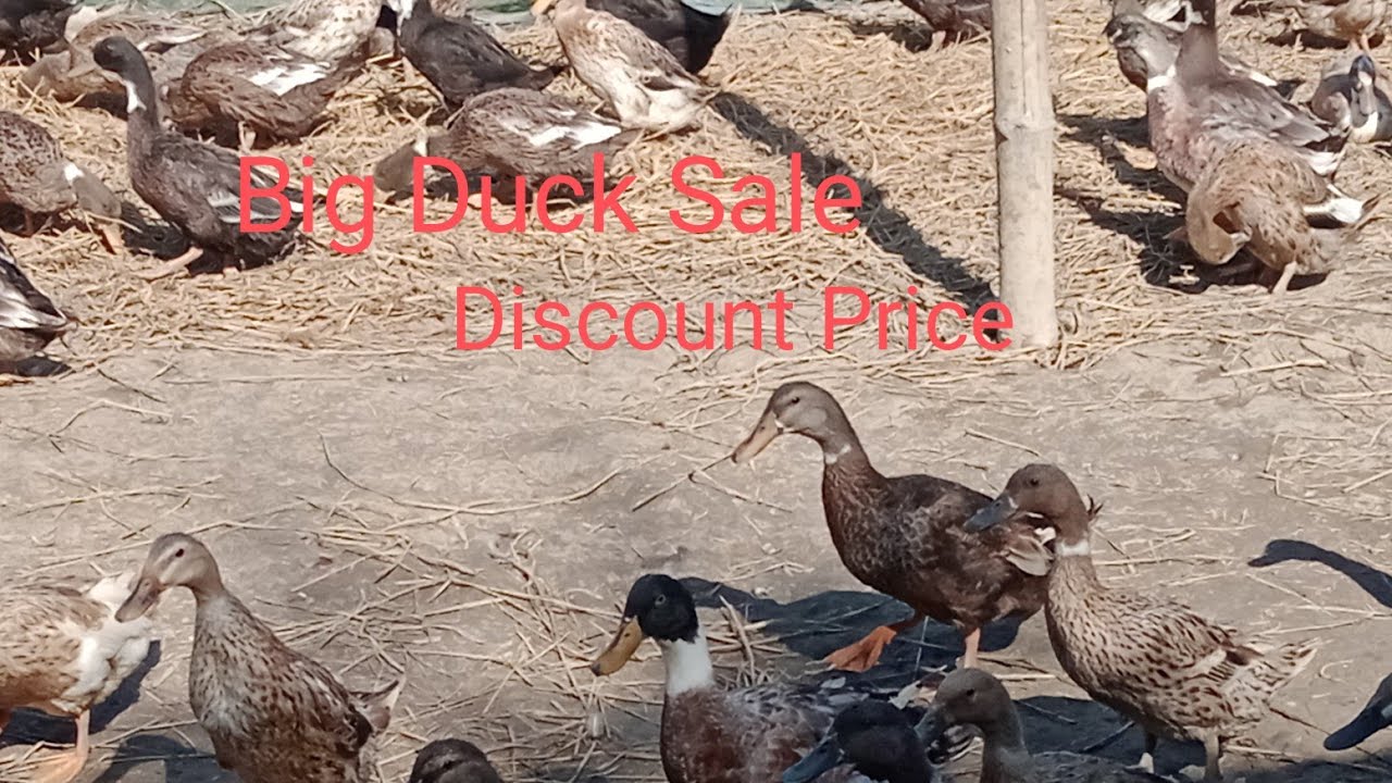 Big Duck Sale Discount Price Please Subscribe My YouTube Channel Only ...