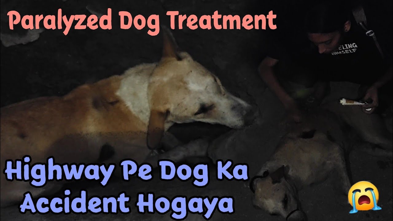 Car Accident Of A Dog On Highway | Critical Condition😭 | Street Dog ...