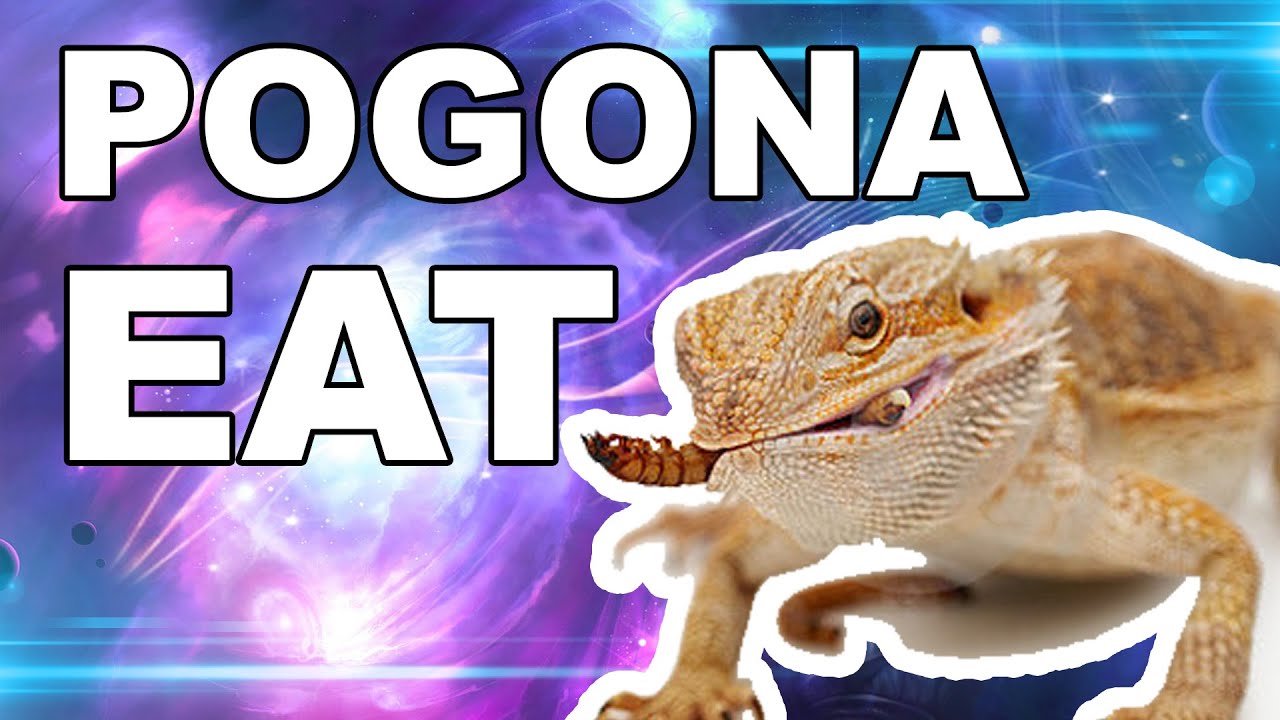 Pogona eat - YouTube