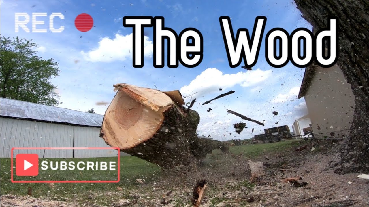 RAW: Tree Work | Getting The Wood Out - YouTube