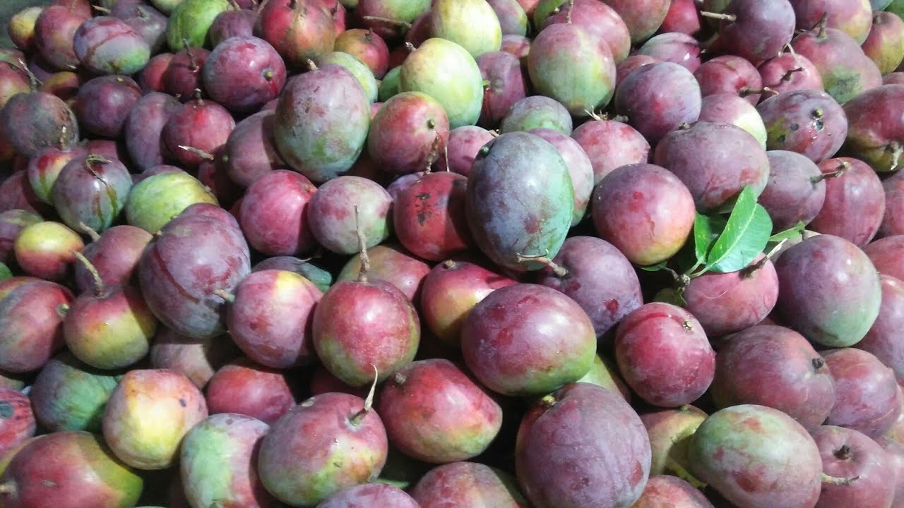 সূর্যডিম আম ।।miyazaki mango।। red mango bazar 2020।। redmango market place - YouTube