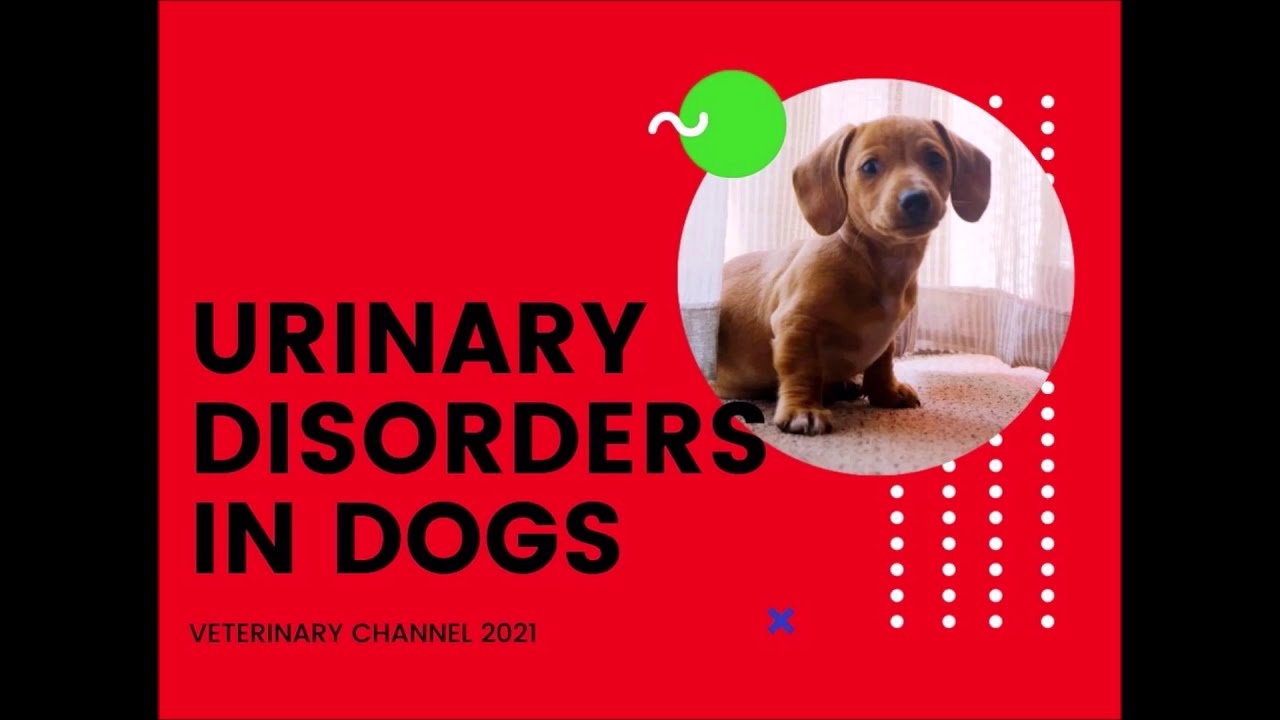 The Five Most Common Urinary Disorders Of Dogs - YouTube